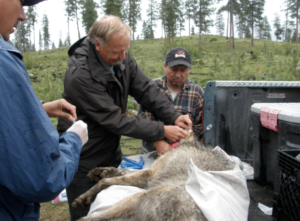 Survive Wolf Attack: Expert Strategies for Your Safety - Survival Savior